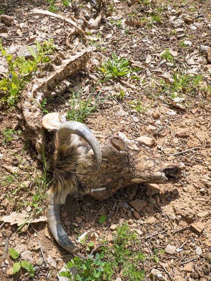 Cow Bones in the Wild. Dead Animal. Stock Photo - Image of thracian ...