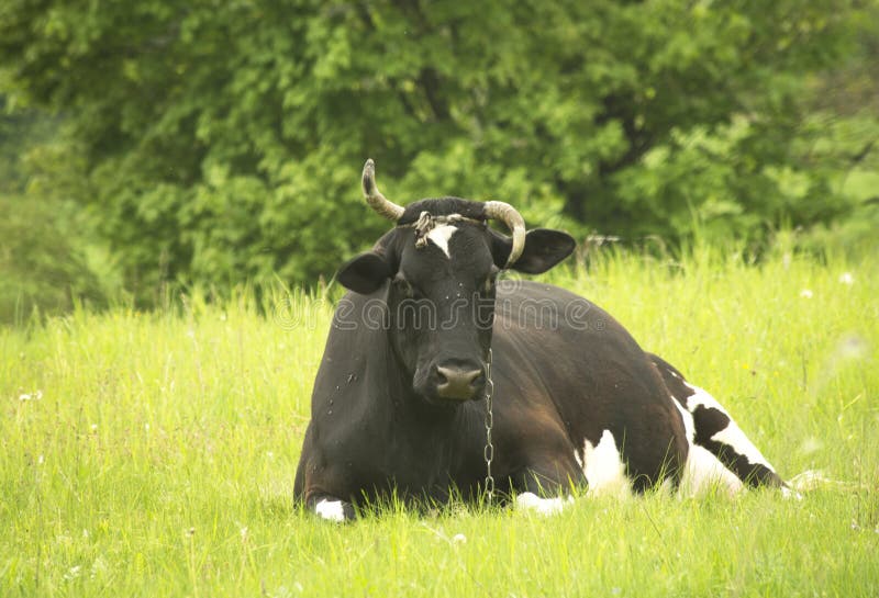 Cow (Bos taurus) stock photo. Image of animal, agricultural - 71447082