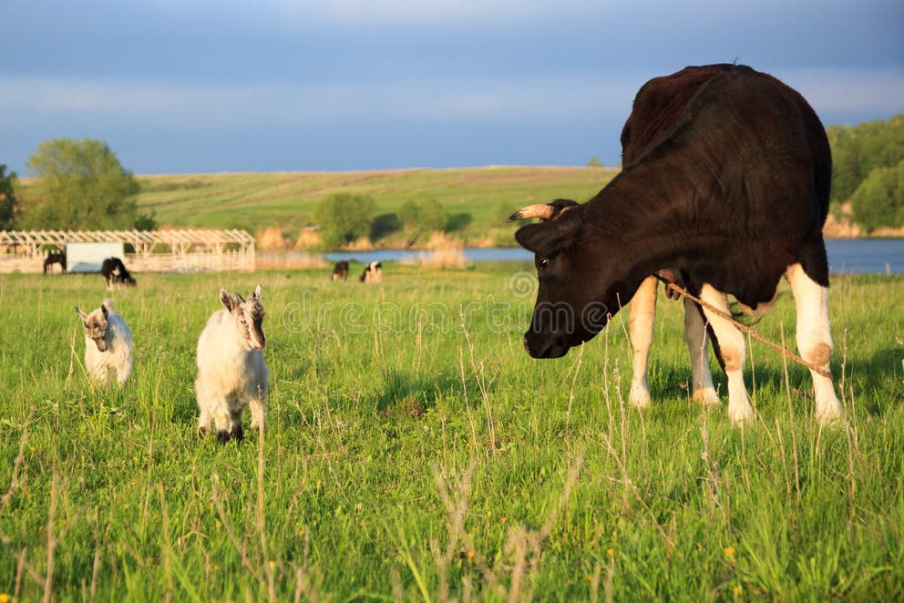Cow (Bos taurus) stock image. Image of farmland, boss - 36669371