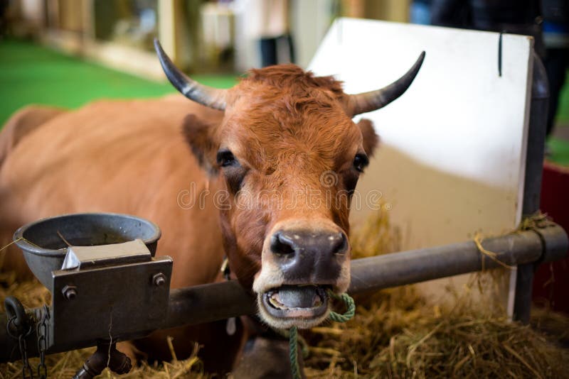Cow in a Box at the Agricultural Show Stock Image - Image of ...