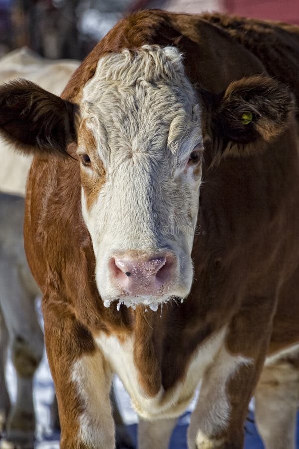 Cow Breath in Winter stock image. Image of agriculture - 15240487
