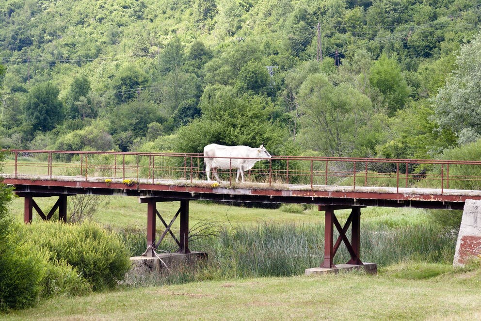 Cow on the bridge stock image. Image of balkan, tree - 23007365