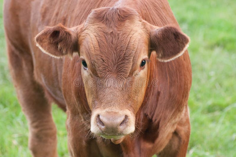 Cow, Brown stock image. Image of cows, brown, grass, look - 20101303
