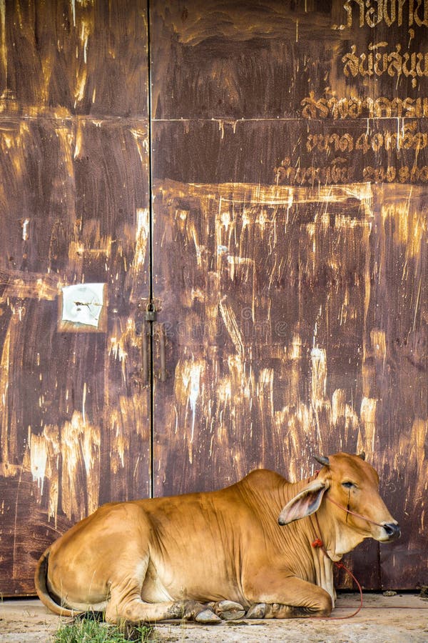 Cow brown with rust wall. stock image. Image of farm - 59149233