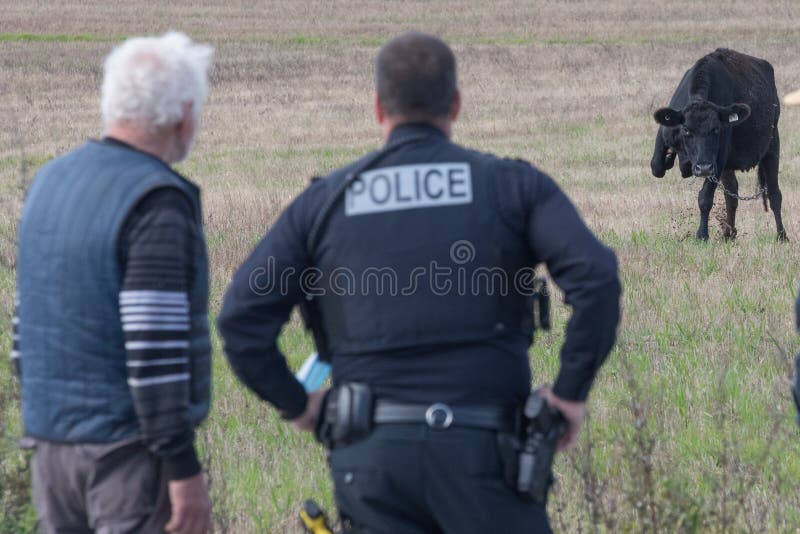Angry Cow in Front of Cops. Editorial Stock Image - Image of ...