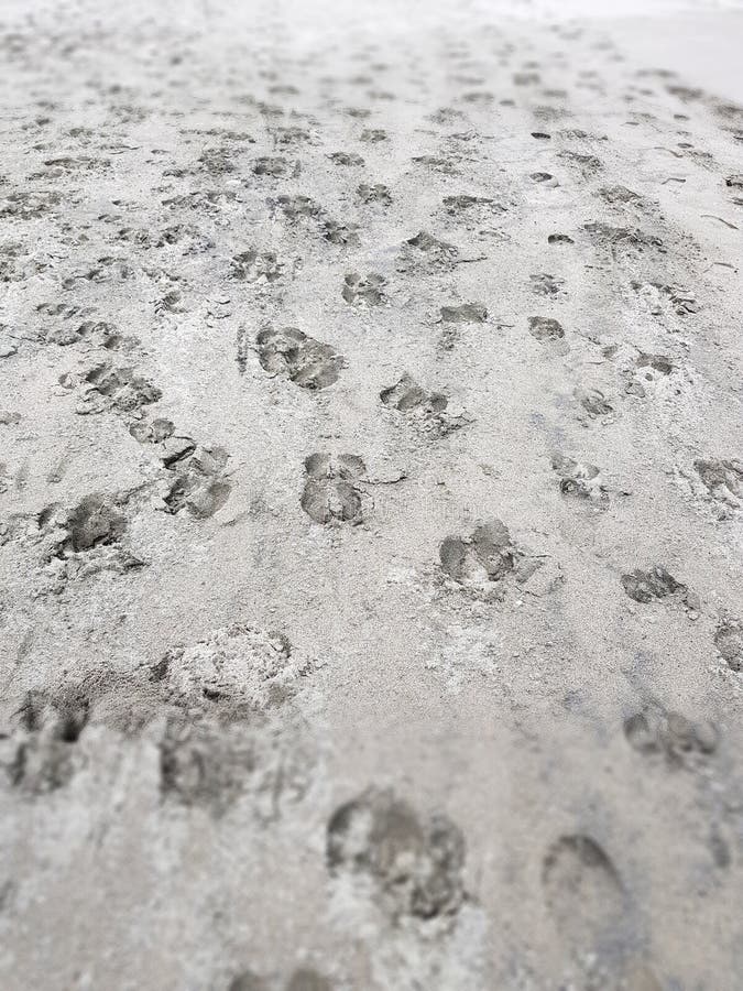 167 Cow Footprint Stock Photos - Free & Royalty-Free Stock Photos from ...