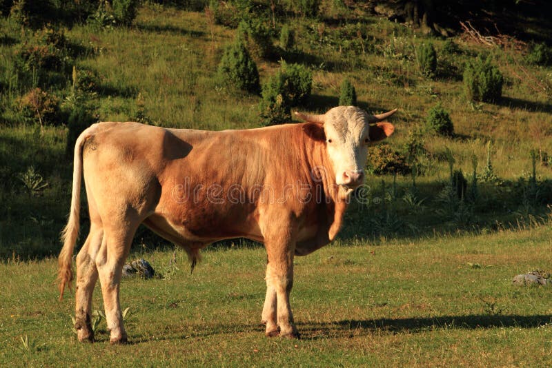 Cow bull stock photo. Image of sunny, milk, dairy, meadow - 20100988