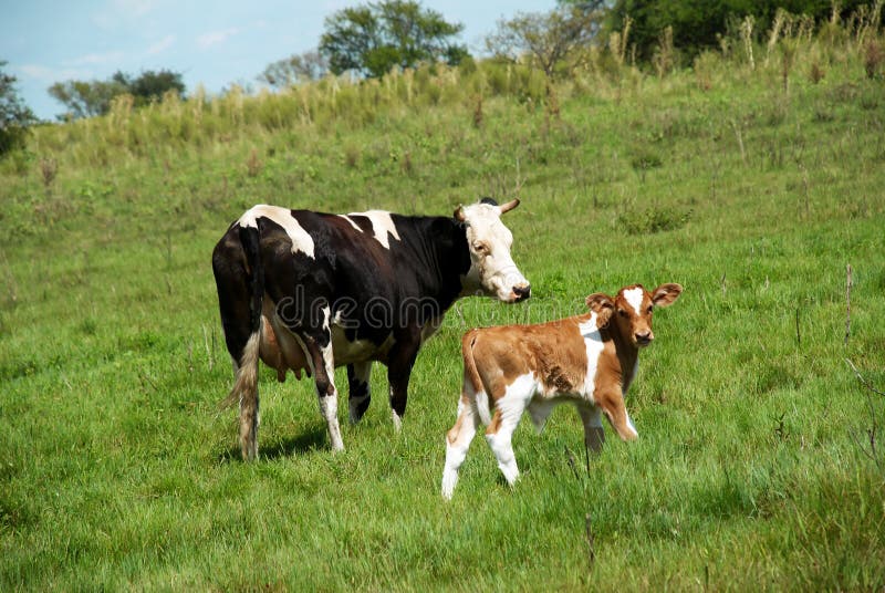 The cow and bull-calfe stock image. Image of jersey, agriculture - 12662595