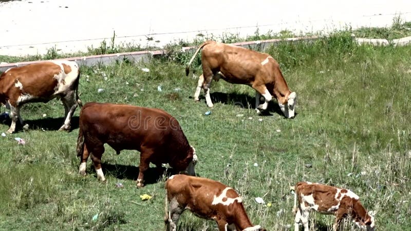 Cow and Bull Grazing in a Pasture, Cattle Grazing Overhead Stock ...