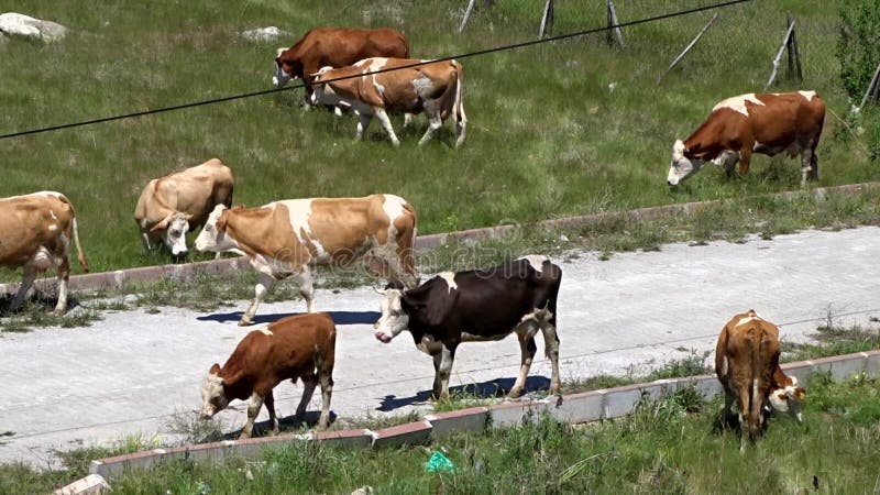 Cow and Bull Grazing in a Pasture, Cattle Grazing Overhead Stock ...