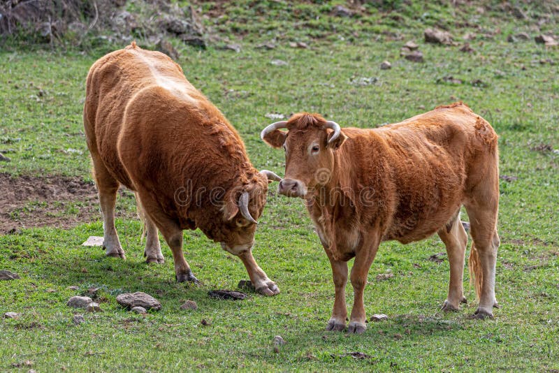 The Cow and Bull Playing in the Meadow Stock Photo - Image of industry ...