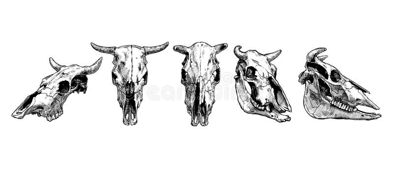 Cow and bull skull set. stock vector. Illustration of animal - 88295348