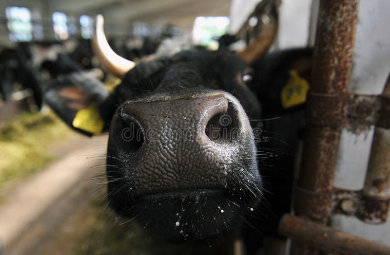 Bull sniffing on a cow stock image. Image of horn, field - 196943089