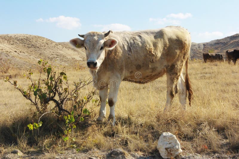 Bull Walking in the Snow in Late Winter, Hint of Green on the Grass ...