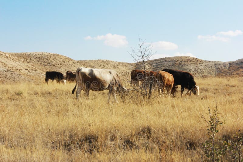 Cow Bull Walking Autumn in the Field in Nature Stock Photo - Image of ...