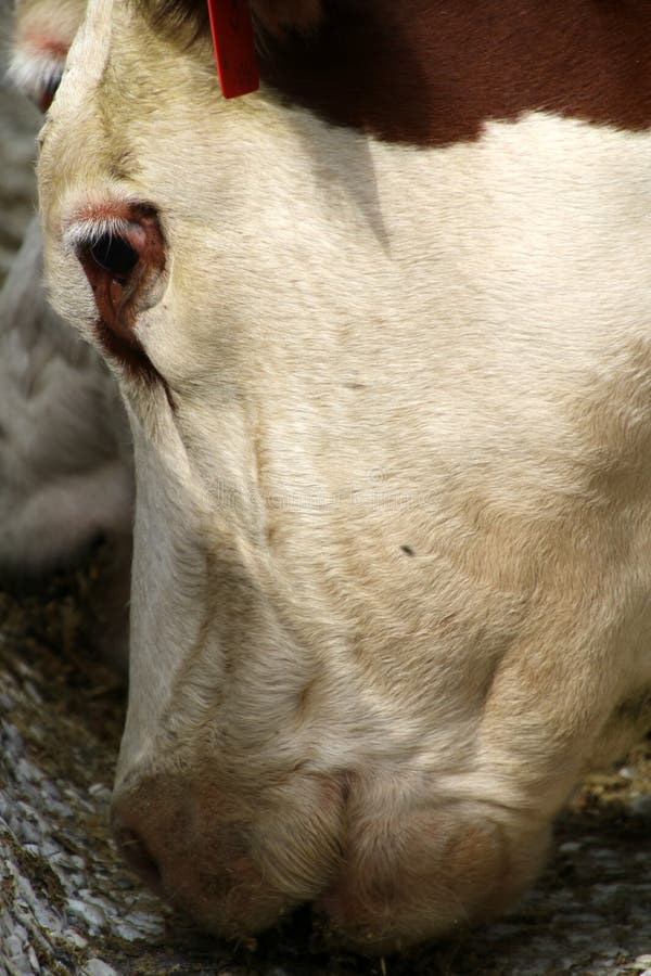Feeding time. stock image. Image of looking, countryside - 100348883