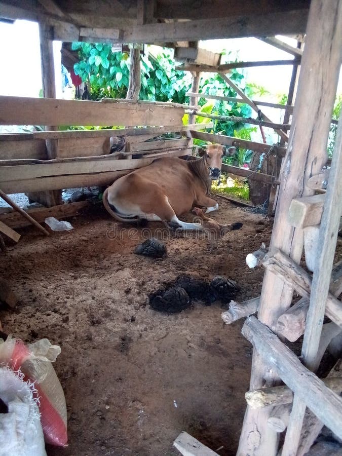 Cow in the cage stock photo. Image of cage, dark, wood - 212379286