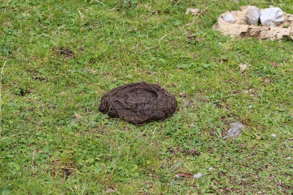 115 Cow Pat Field Stock Photos - Free & Royalty-Free Stock Photos from ...