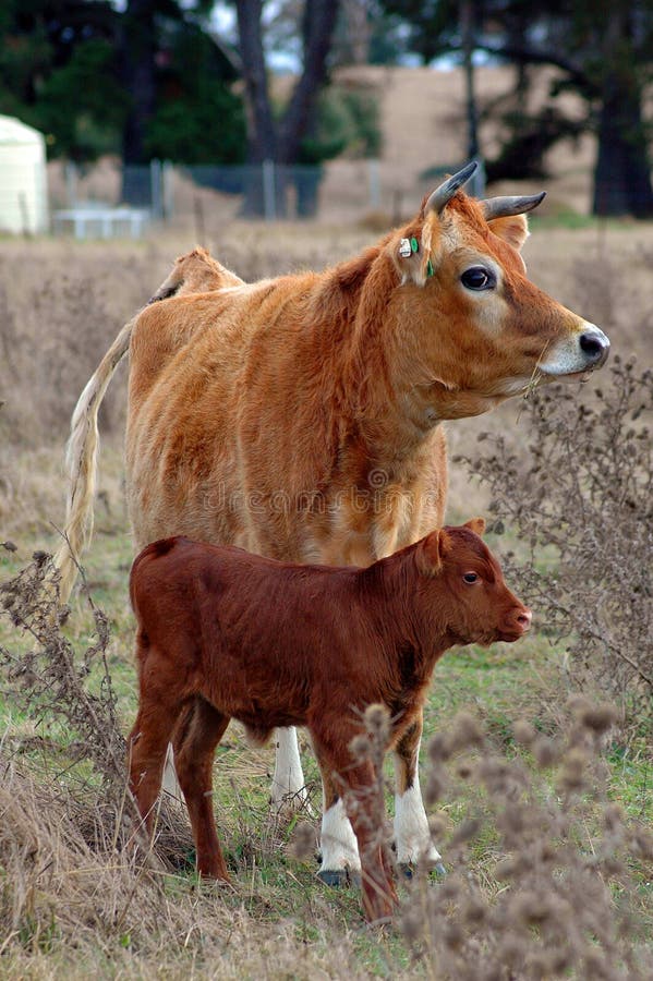 44,305 Cow Calf Photos - Free & Royalty-Free Stock Photos from Dreamstime