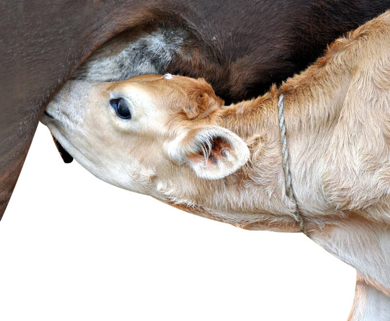 Cow calf stock image. Image of born, agricultural, dairy - 12636427
