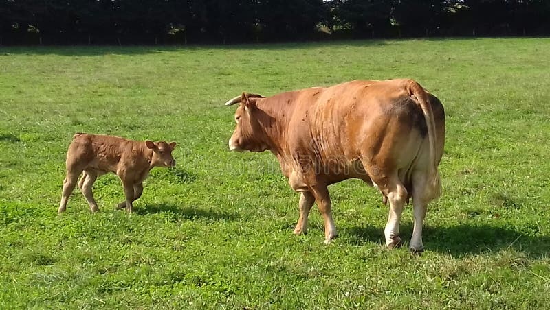 Cow and calf stock photo. Image of brown, standing, limousin - 98127844