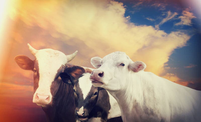 Cow and calf and bull stock photo. Image of bull, outdoors - 56414638