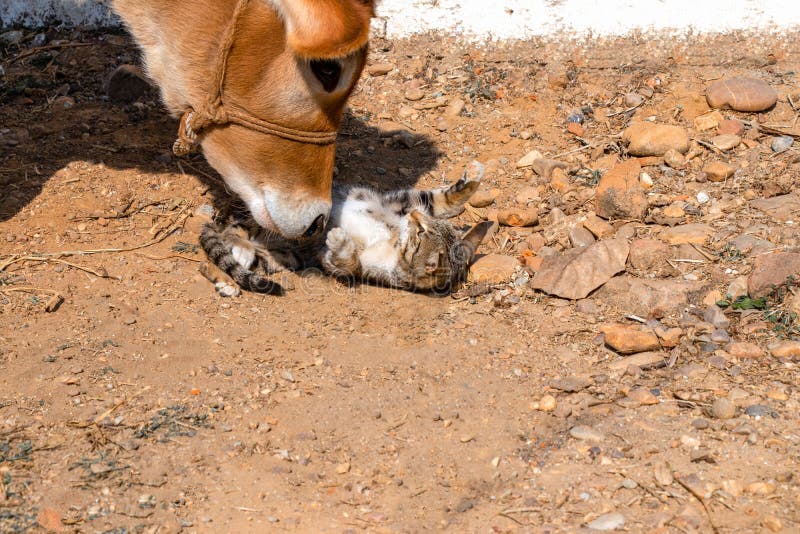 Cow Calf and Cat Playing Together Stock Image - Image of cattle, brown ...