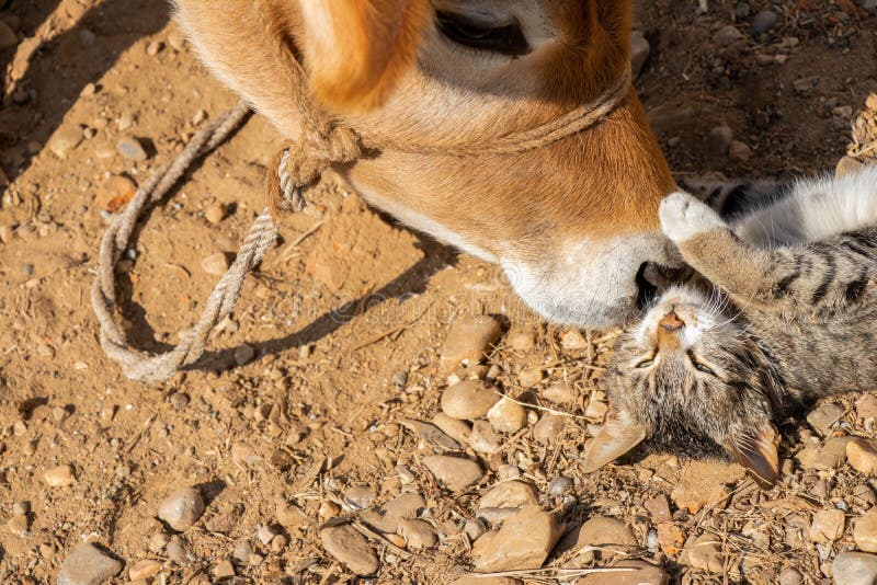 Cow Calf and Cat Playing Together Stock Image - Image of childhood ...