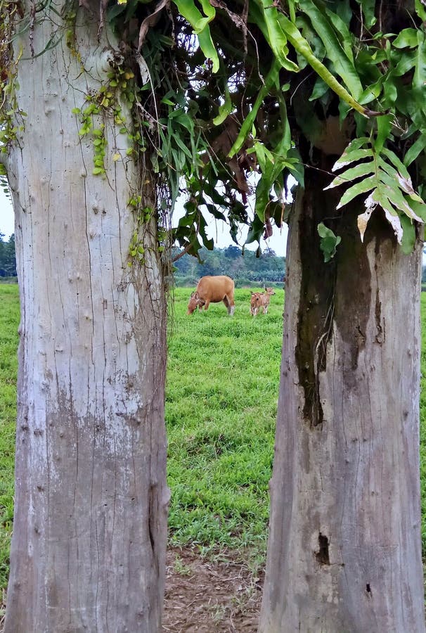 Cow and Calf Enjoying Lunch in a Meadow Stock Photo - Image of nature ...