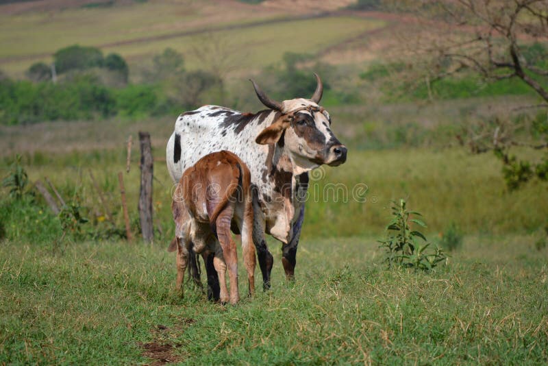 Cow and calf on the farm stock image. Image of field - 225115713