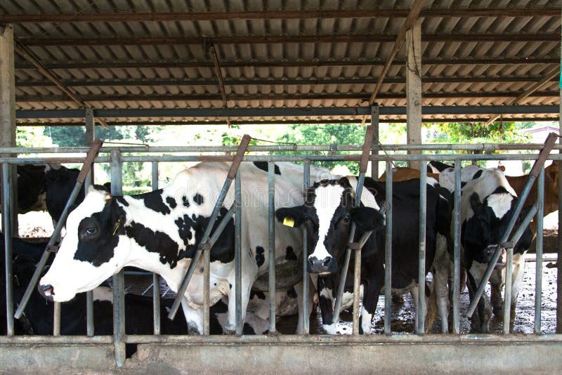 Young Female Cow Calf Farmers Classes Stock Photos - Free & Royalty ...