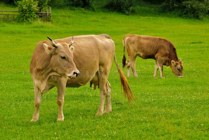 Cow and calf graze stock image. Image of lick, pasture - 14882183