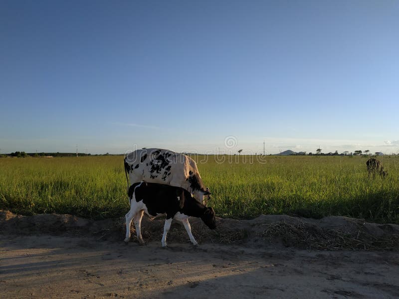 Cow and cub stock photo. Image of grazing, calf, brazil - 138160524