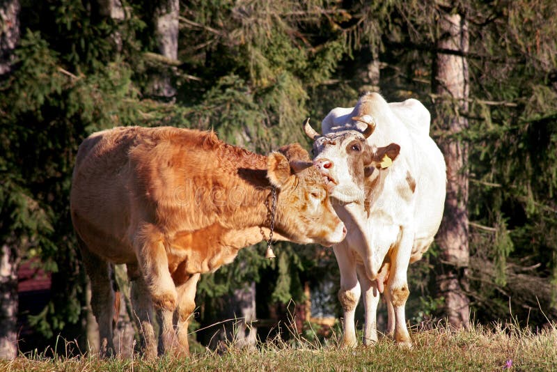 282 Cattle Grooming Stock Photos - Free & Royalty-Free Stock Photos ...