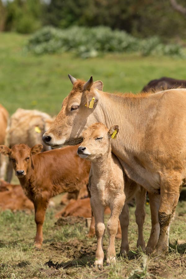 Cow and calf love stock image. Image of affection, devotion - 40206389