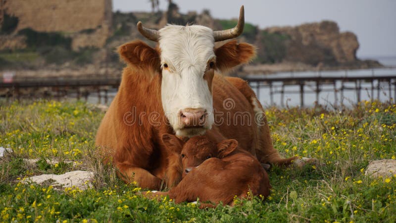 Cow and Calf Lying Down in a Meadow. Veal Tenderness Stock Photo ...
