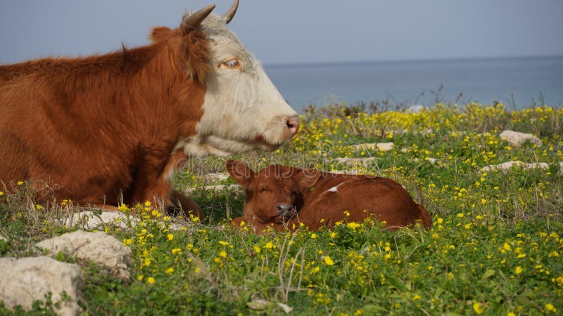 Cow and Calf Lying Down in a Meadow. Veal Tenderness Stock Photo ...
