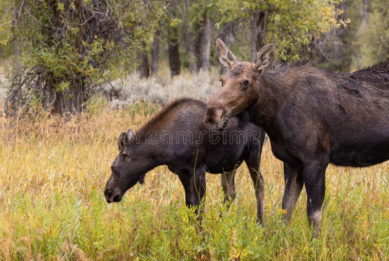 Cow and Calf Moose in Autumn in Wyoming Stock Photo - Image of deer ...