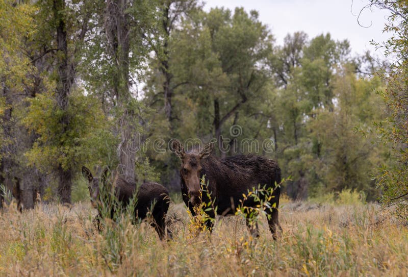 Cow and Calf Moose in Wyoming in Fall Stock Image - Image of shiras ...