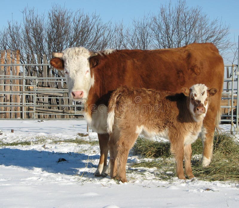 Cow,Calf Pair stock image. Image of pair, bovine, farm - 2000215