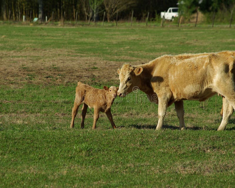 Mooing cow stock photo. Image of agriculture, mammal - 16990612
