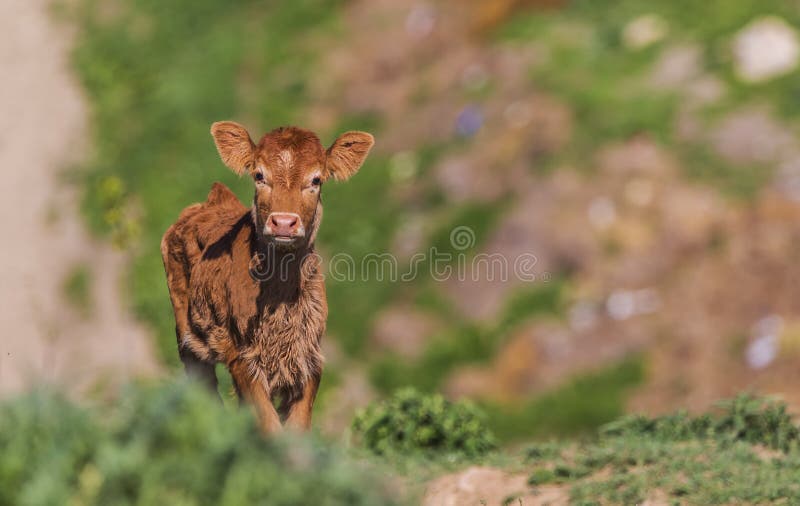 Cow Calf Posing in Front of the Camera Stock Photo - Image of green ...
