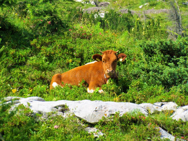 Cow calf resting stock image. Image of cattle, lying - 244549165