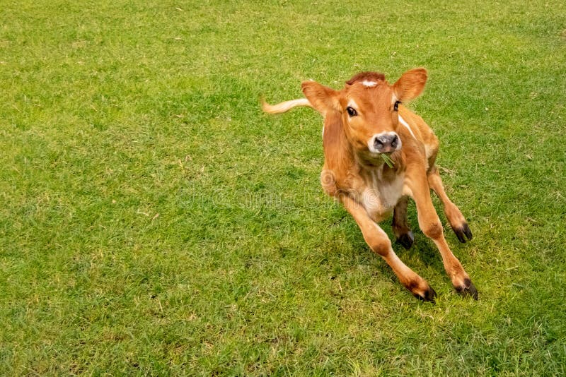 Cow Calf Jumping and Junning in Ground in Sunny Day Stock Photo - Image ...