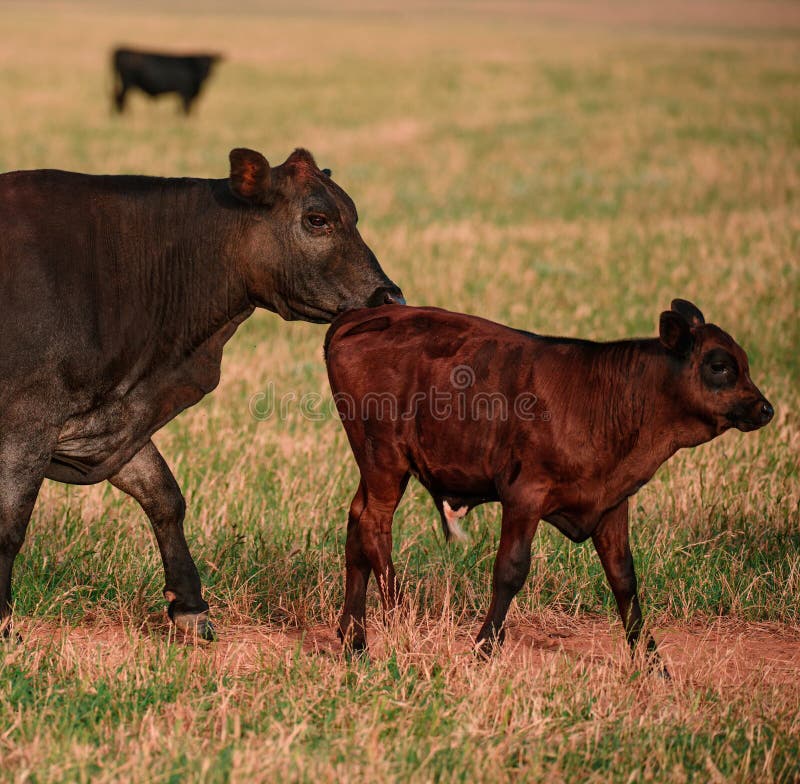 Cow and Calf in Rural Field. Herd of Cows Under the Spring Sun. Stock ...