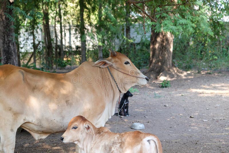 Calf. a Small Cow& X27;s Cub. Stock Photo - Image of industrial, living ...