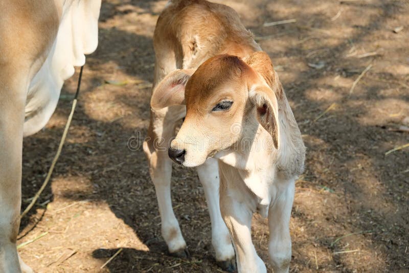 Calf. a Small Cow& X27;s Cub. Stock Photo - Image of industrial, living ...