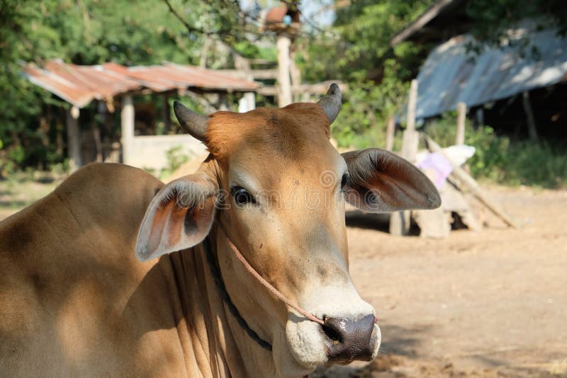 Calf. a Small Cow& X27;s Cub. Stock Photo - Image of industrial, living ...