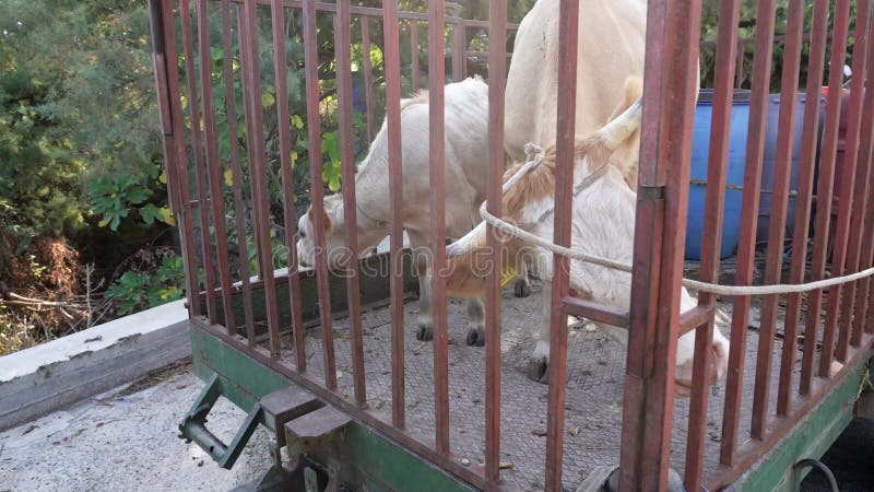 The Cow and Calf are Transported in a Trailer. Stock Video - Video of ...