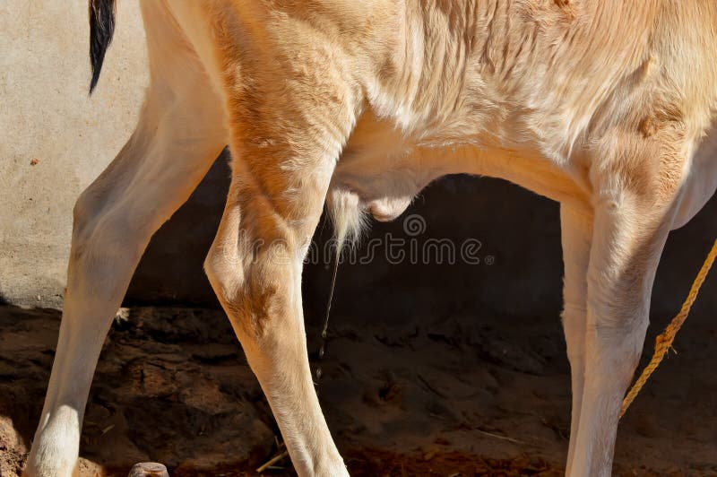 Cow Calf Urine,cow Calf Leg,cow Cattle Urine,govmutra Stock Photo ...